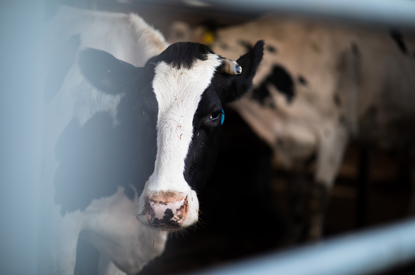 Foundation Agriculture with Dairy Herd Management - Reaseheath Zoo