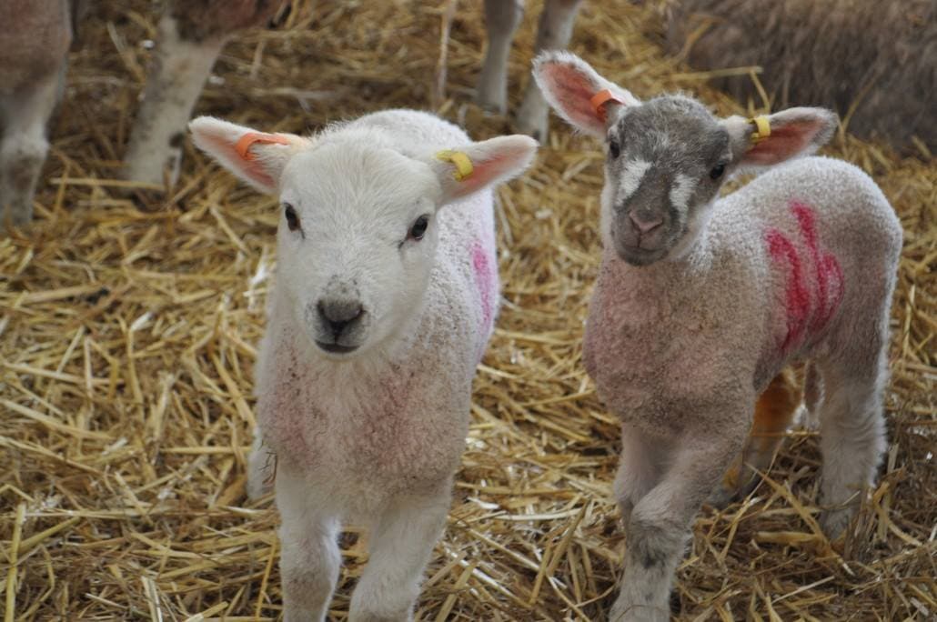 Foundation Agriculture with Livestock Management - Reaseheath Zoo