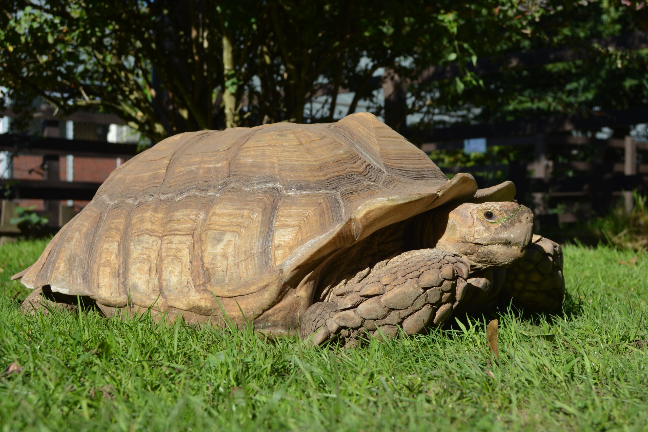 African Spurred Tortoise - Reaseheath Zoo