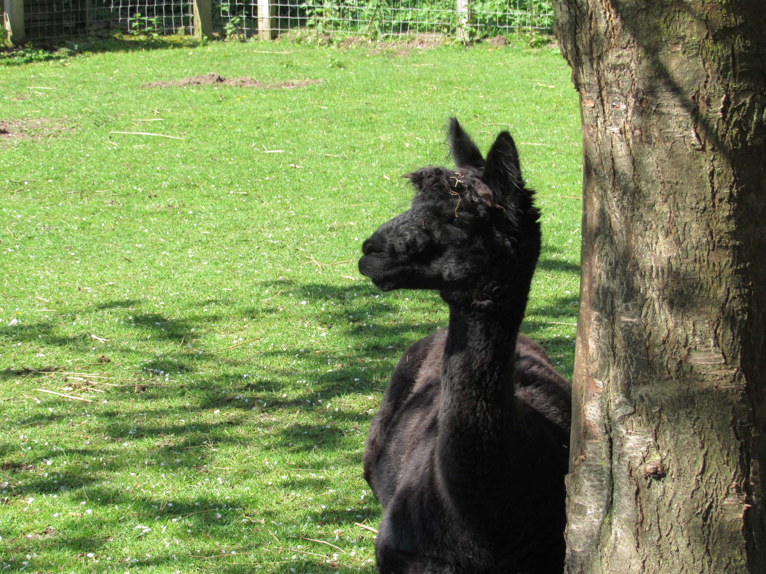 Alpaca - Reaseheath Zoo