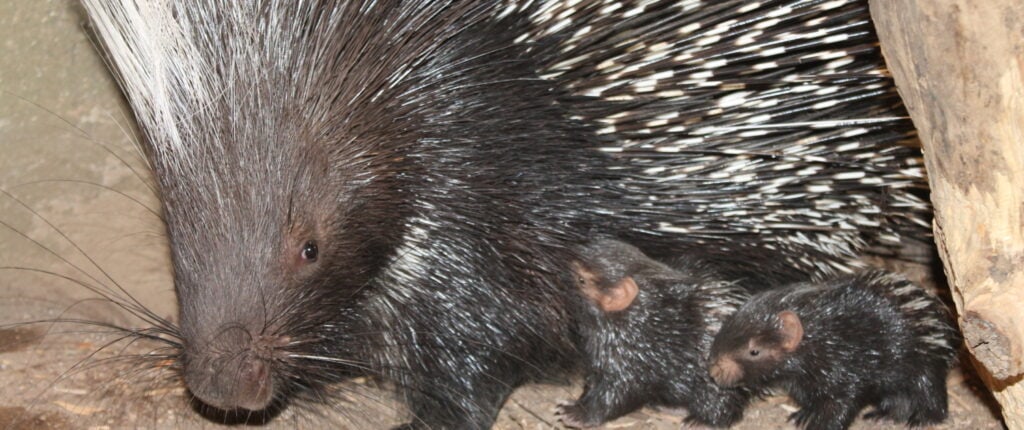 New family arrivals for Henning the porcupine - Reaseheath Zoo
