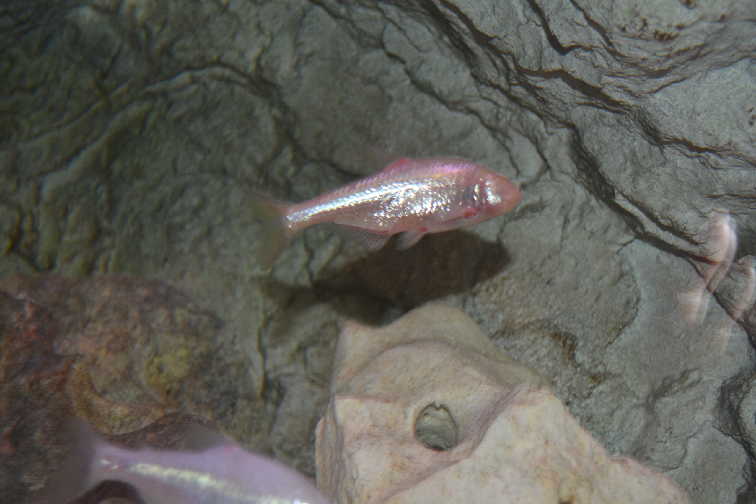 Blind Cave Fish - Reaseheath Zoo