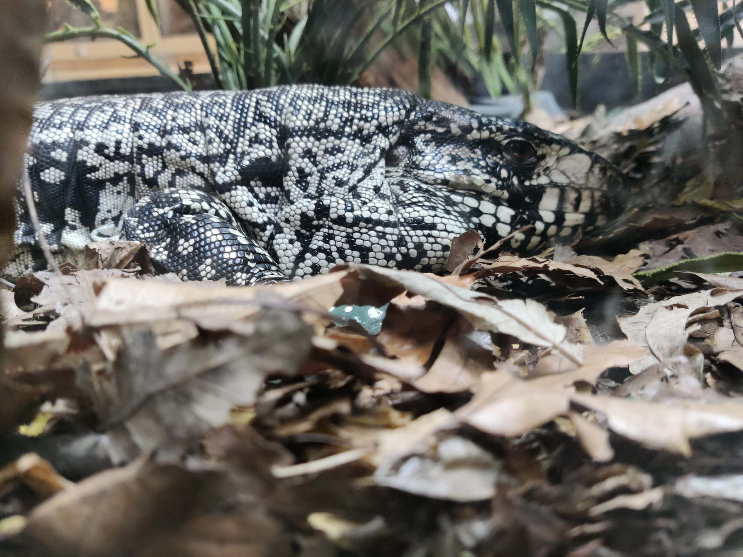 Blue Tegu - Reaseheath Zoo