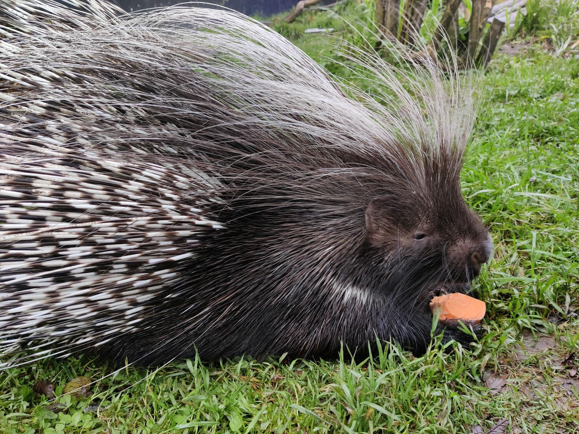 Cape Porcupine - Reaseheath Zoo
