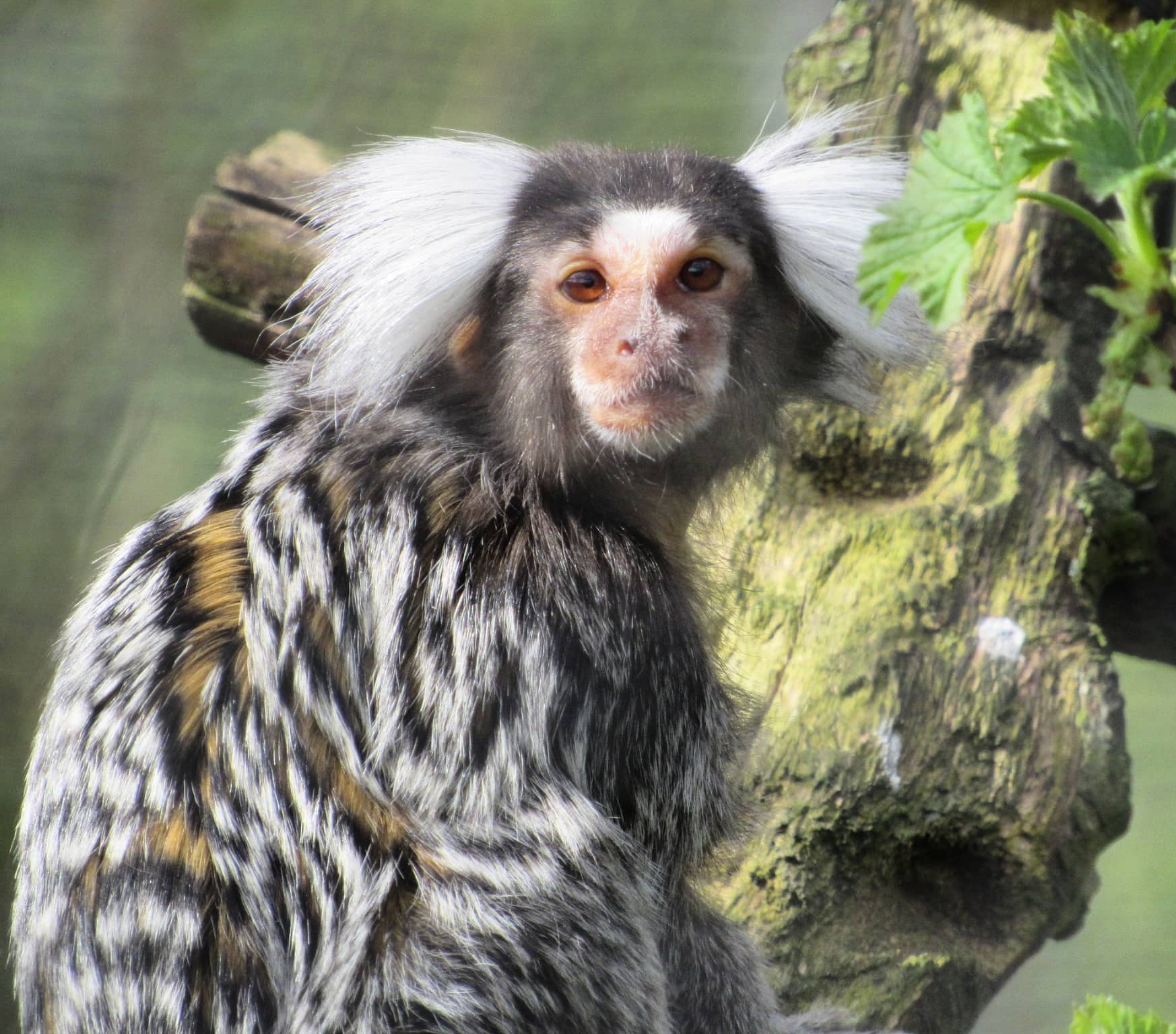 Common Marmoset - Reaseheath Zoo