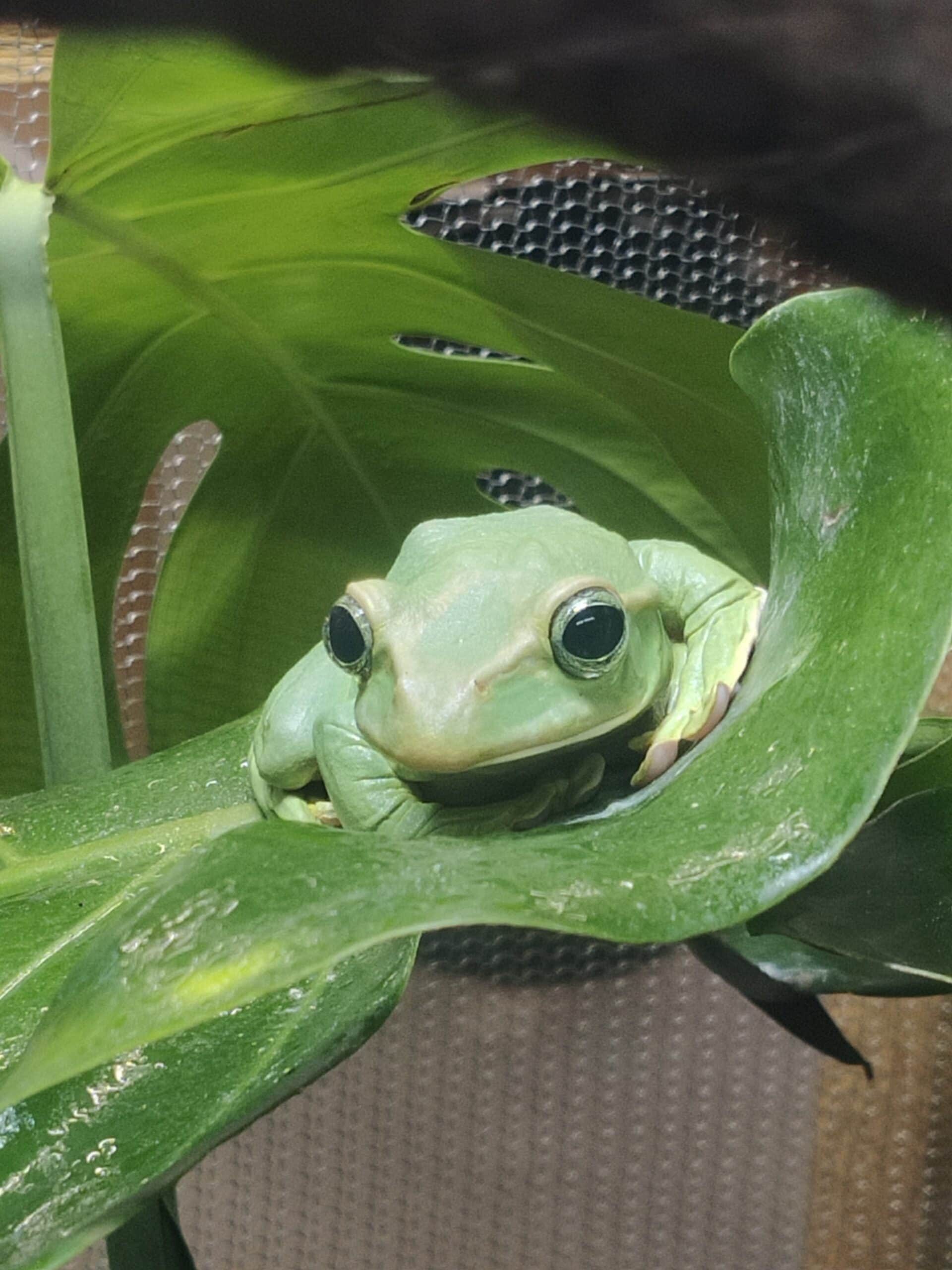 Fea’s Flying Frog - Reaseheath Zoo