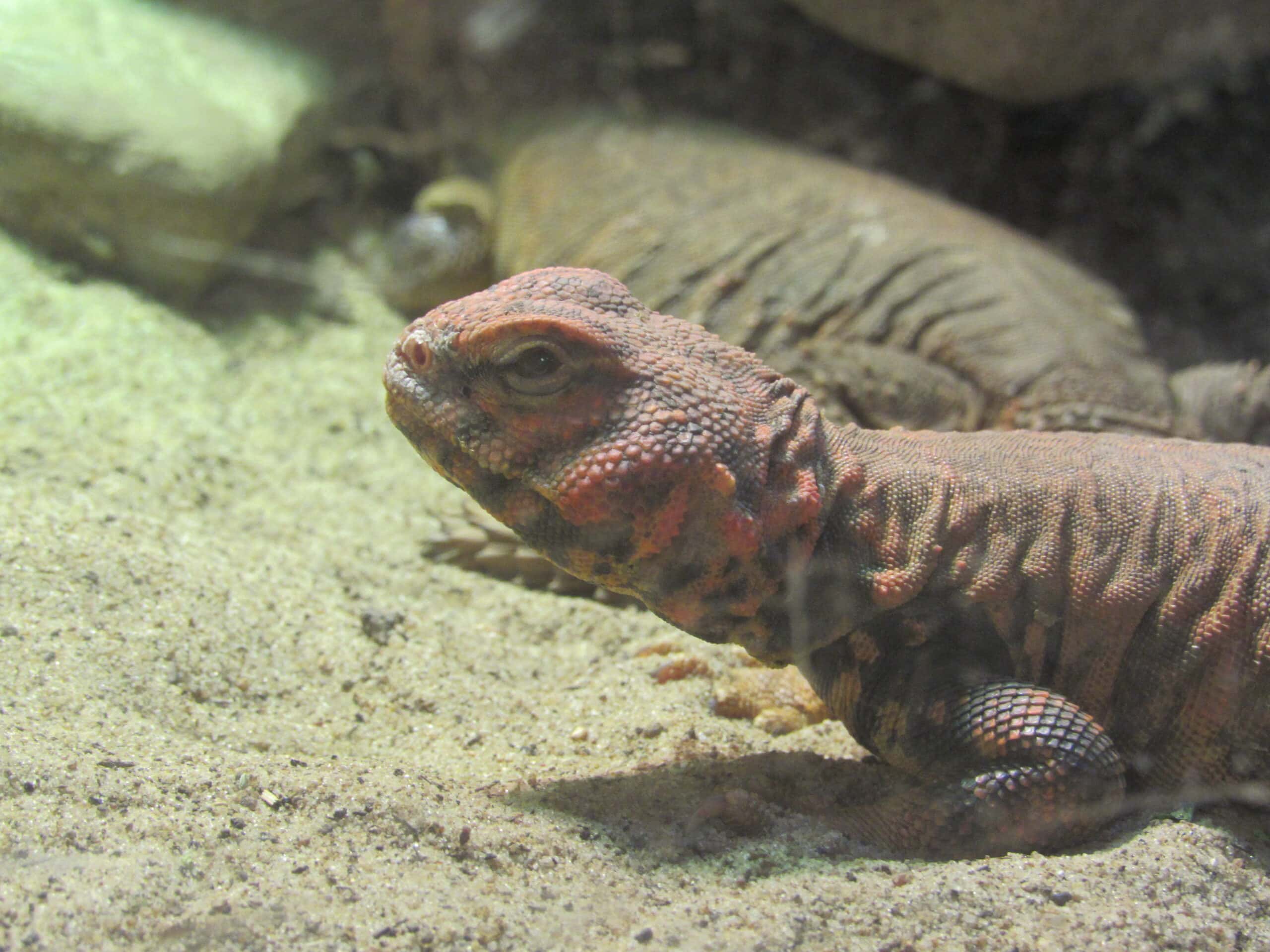 Geyr’s Spiny tailed Lizard - Reaseheath Zoo