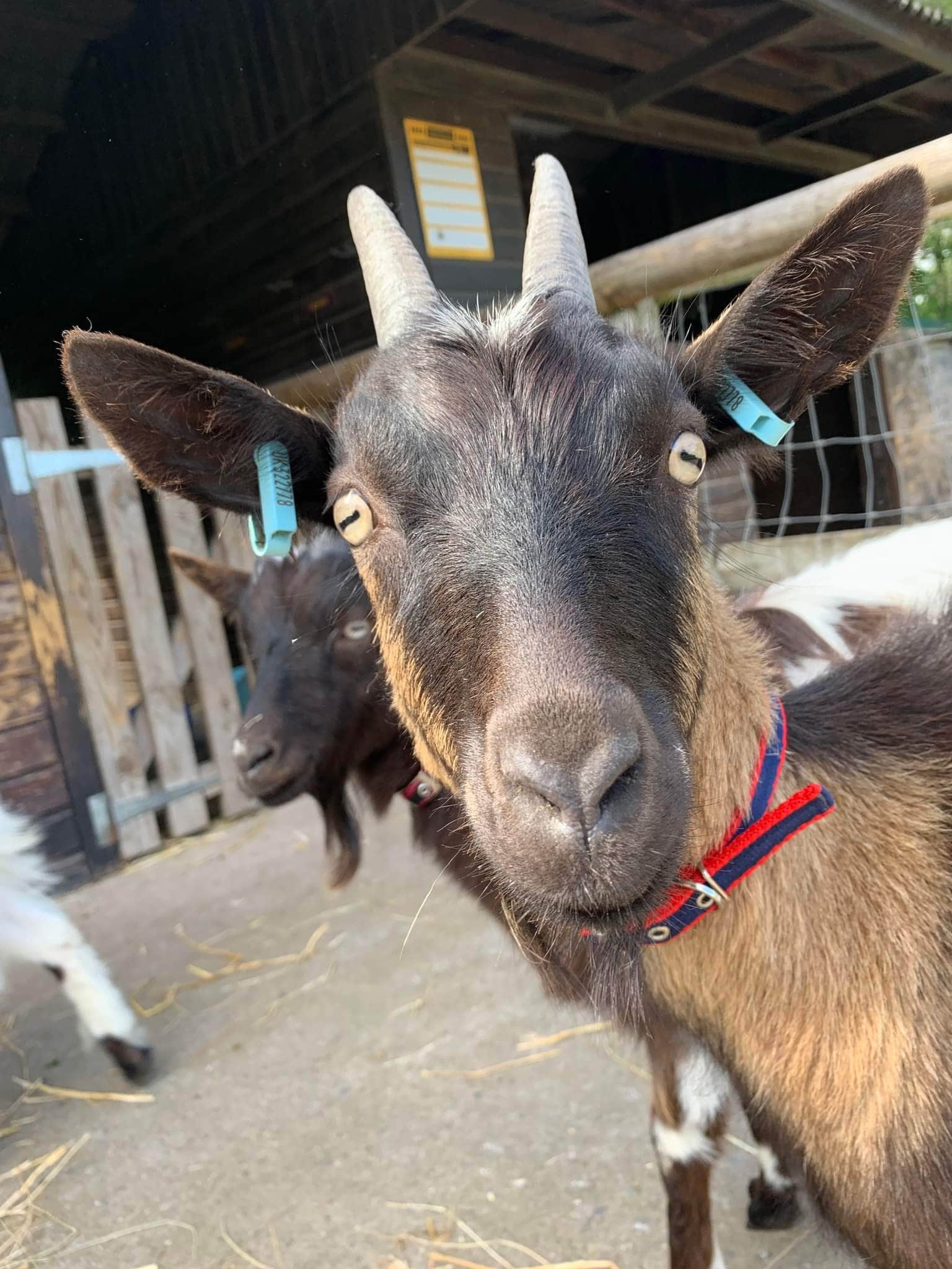 Domestic Goat - Reaseheath Zoo