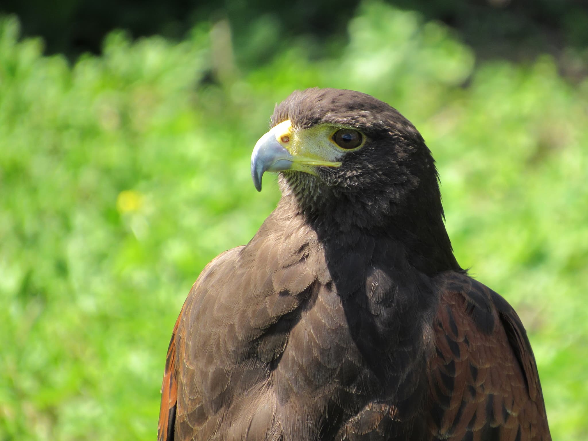 Harris Hawk - Reaseheath Zoo
