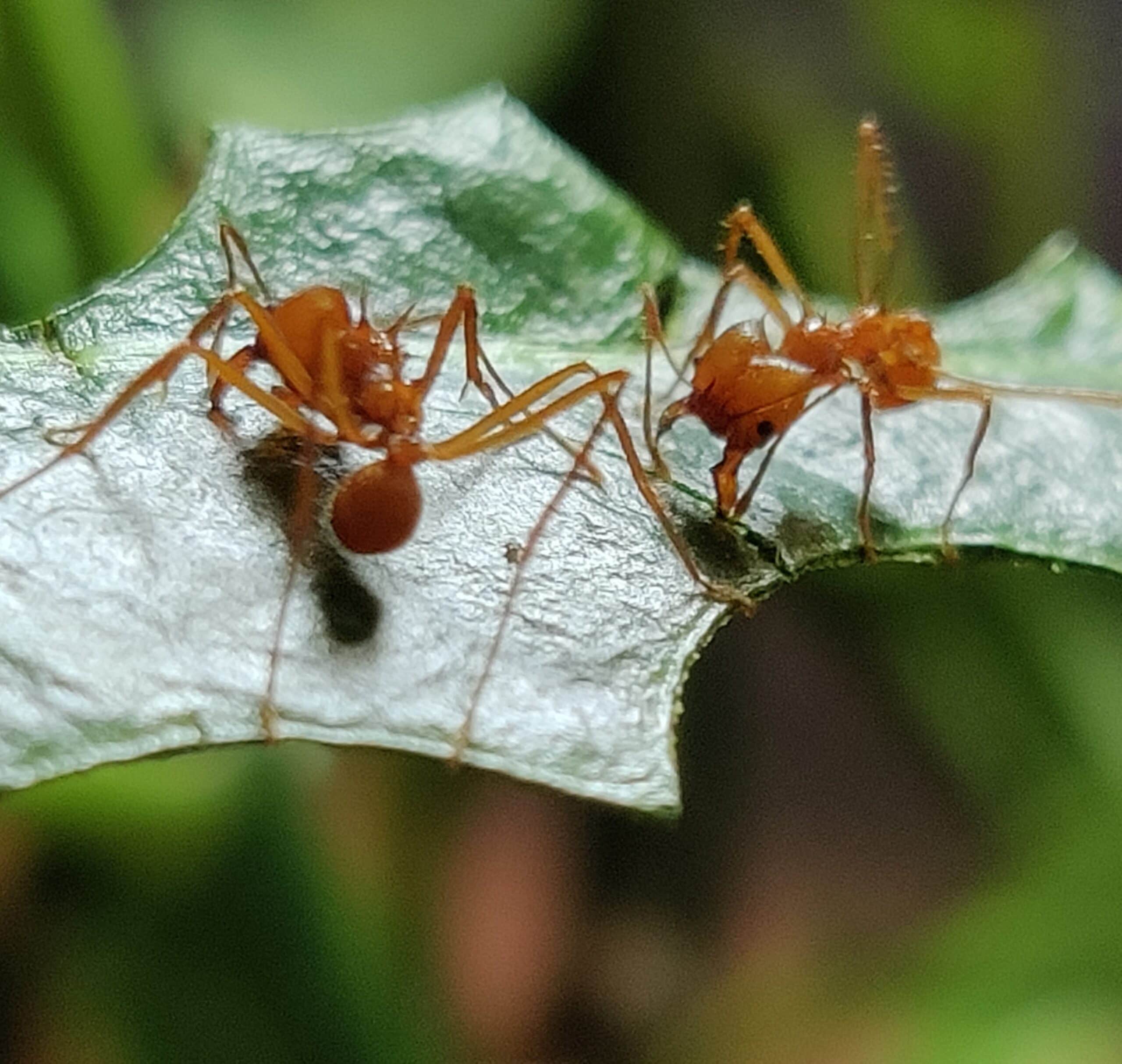 Leafcutter ants - Reaseheath Zoo
