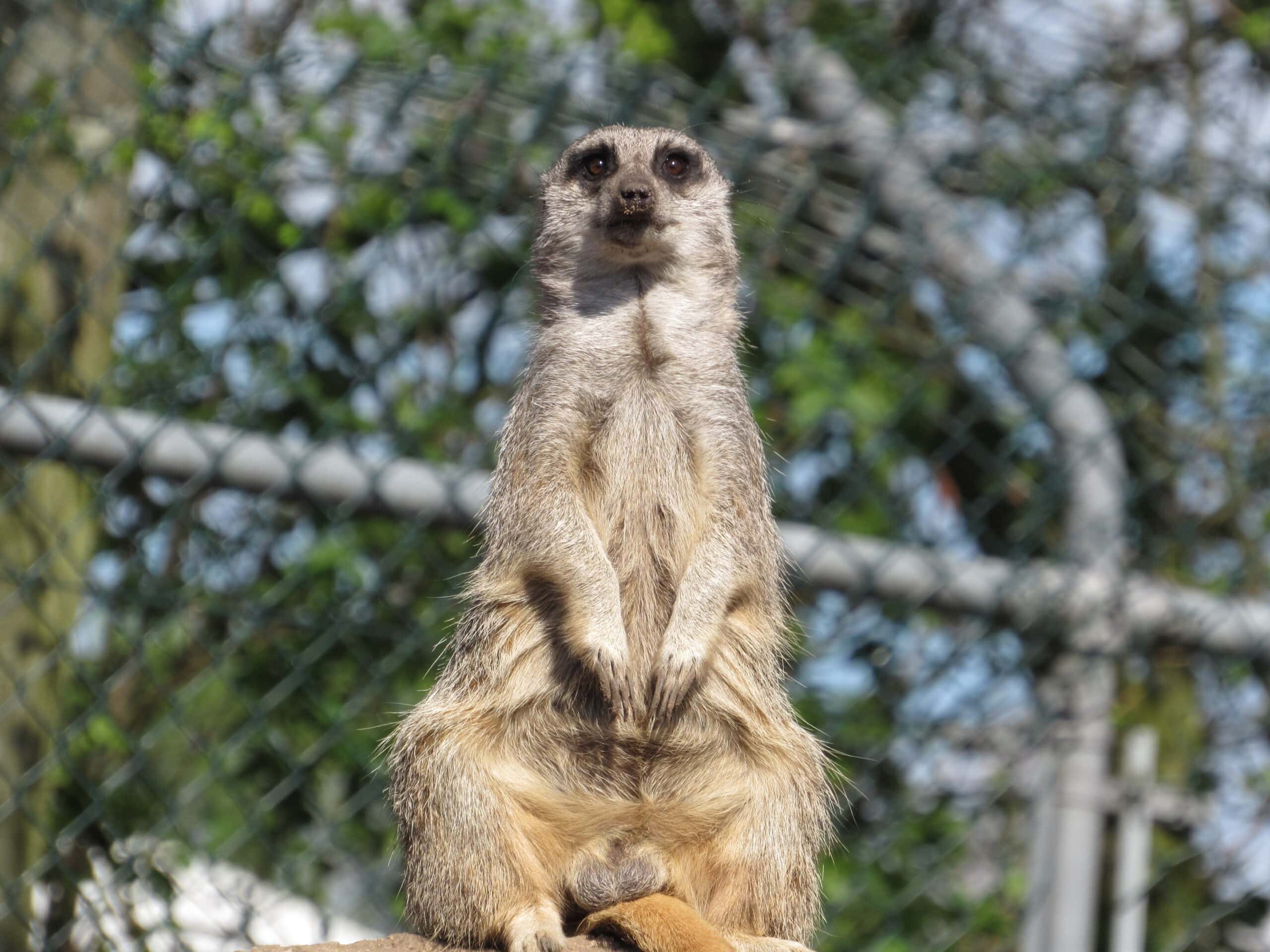 Meerkats - Reaseheath Zoo