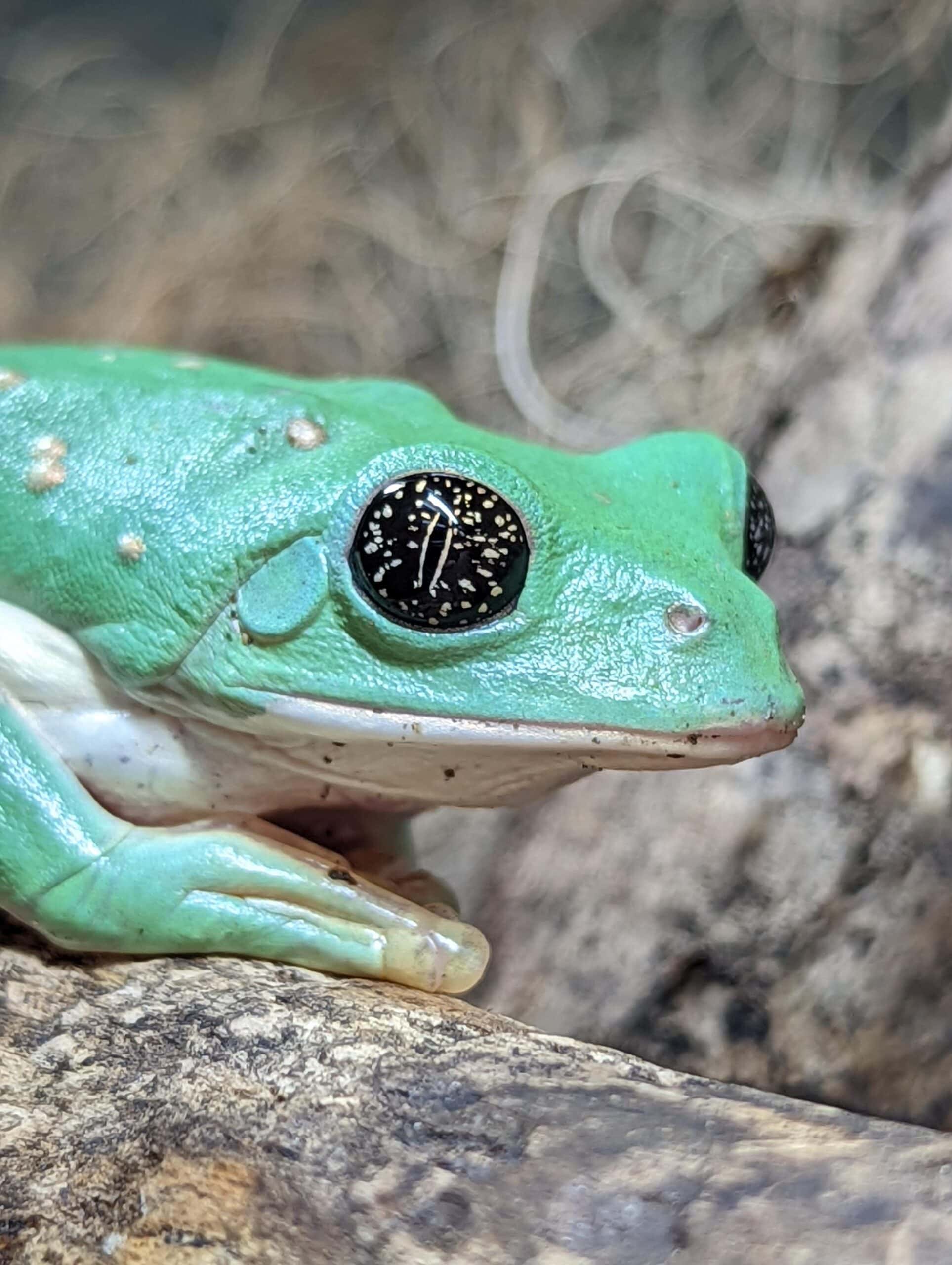 Mexican leaf Frog - Reaseheath Zoo