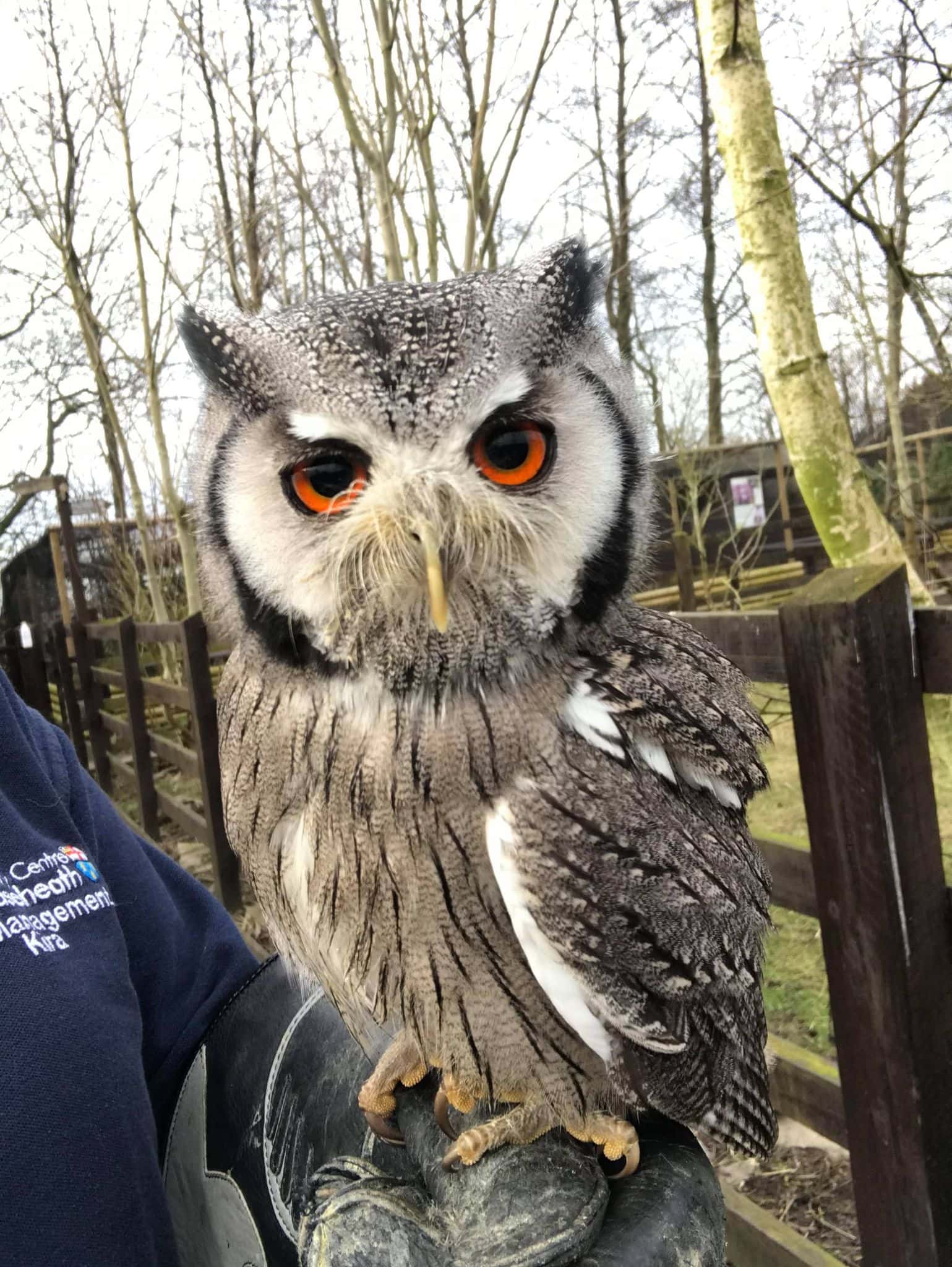 Northern White-faced Owl - Reaseheath Zoo