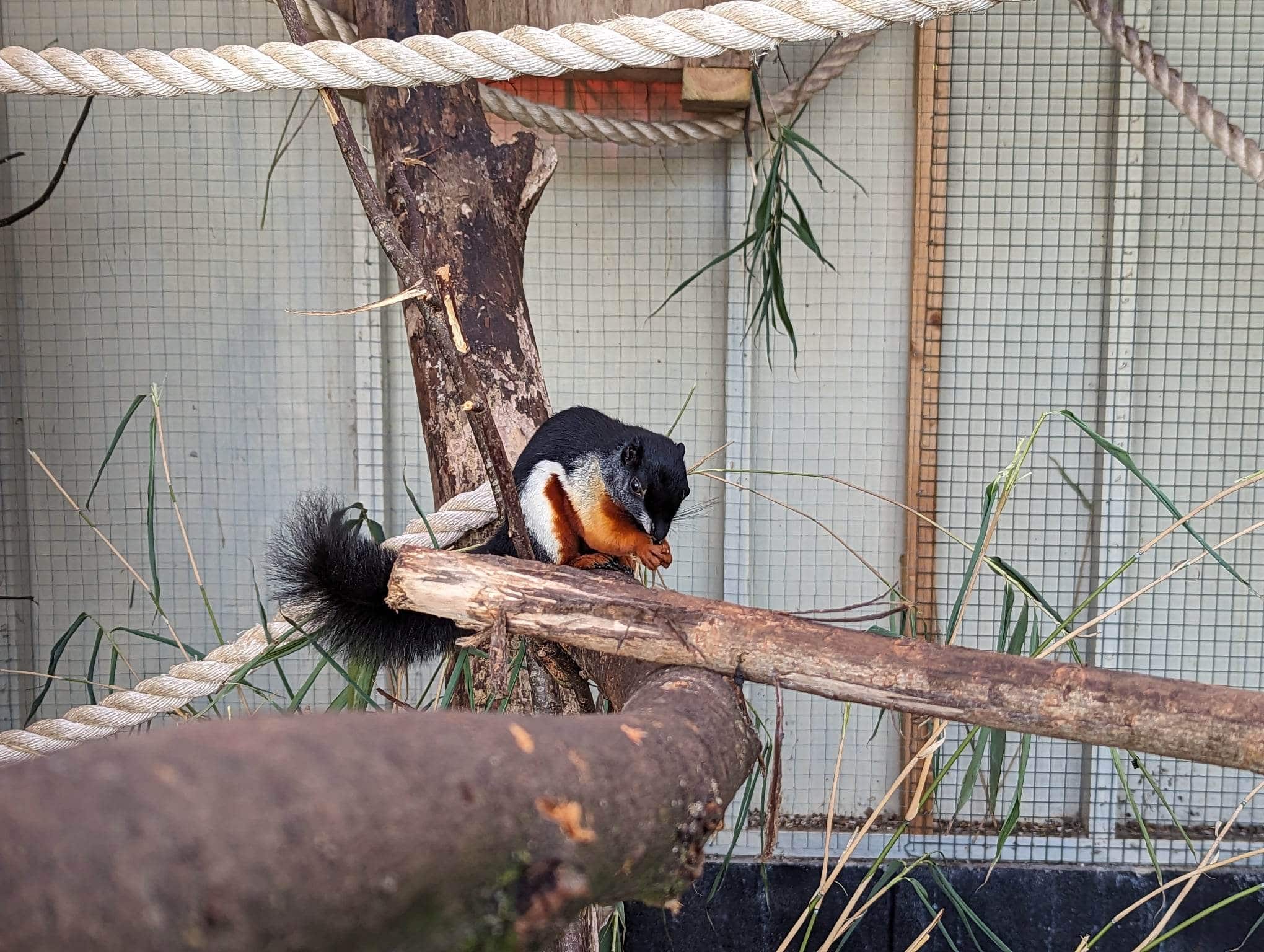Prevost’s Squirrel - Reaseheath Zoo