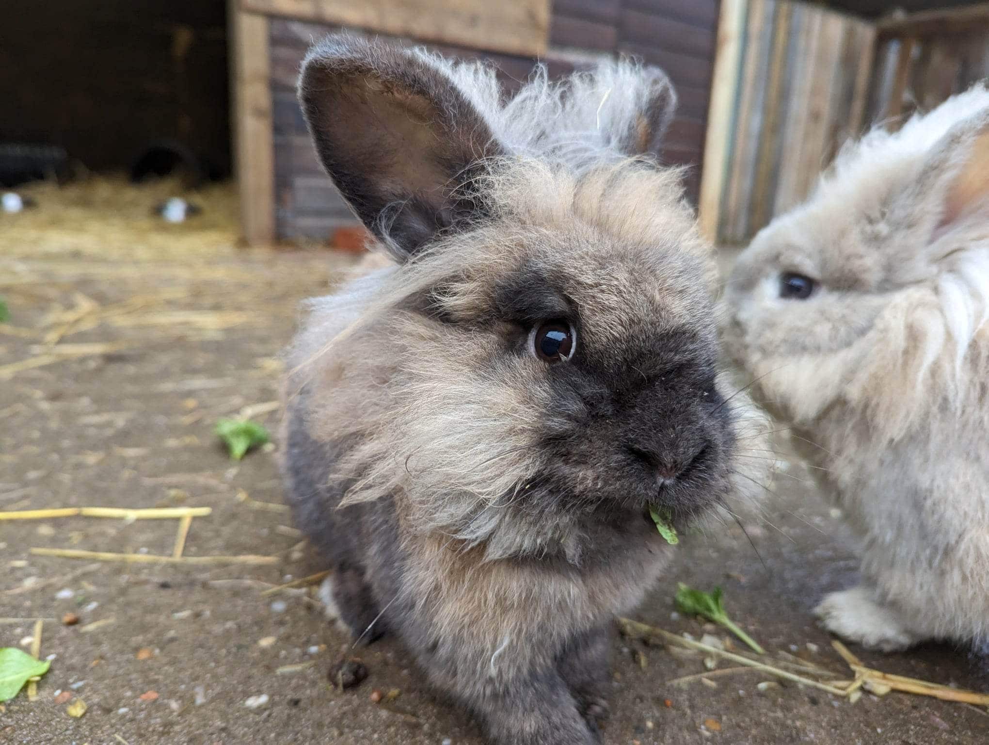 Rabbit - Reaseheath Zoo
