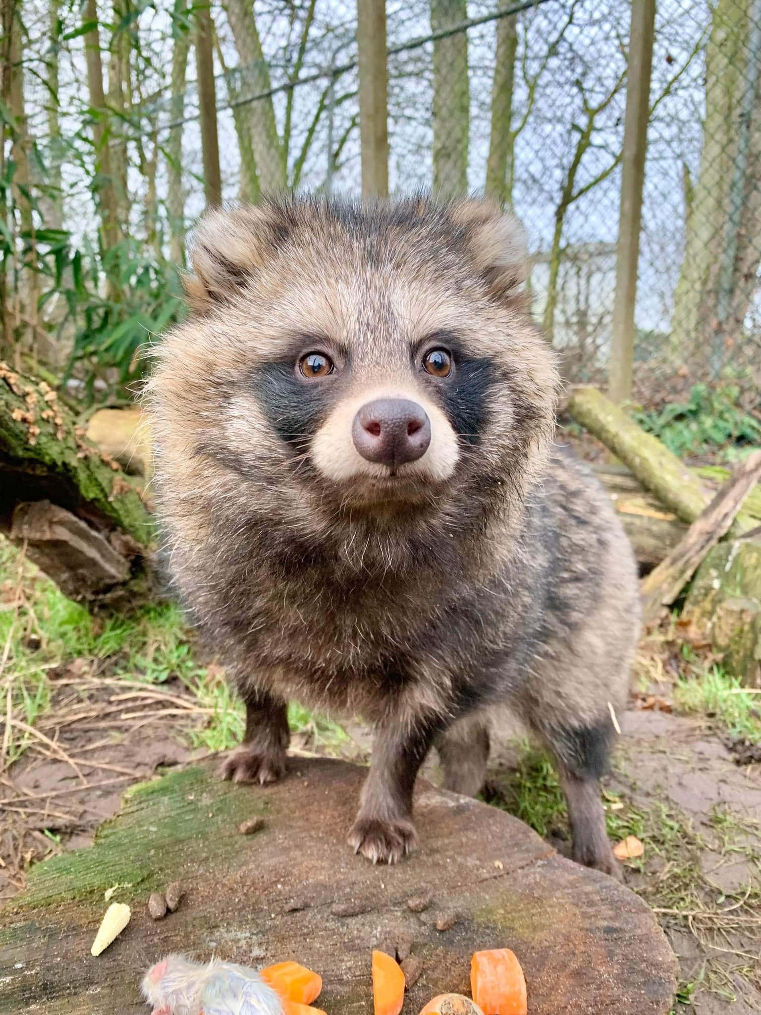 Raccoon Dog - Reaseheath Zoo