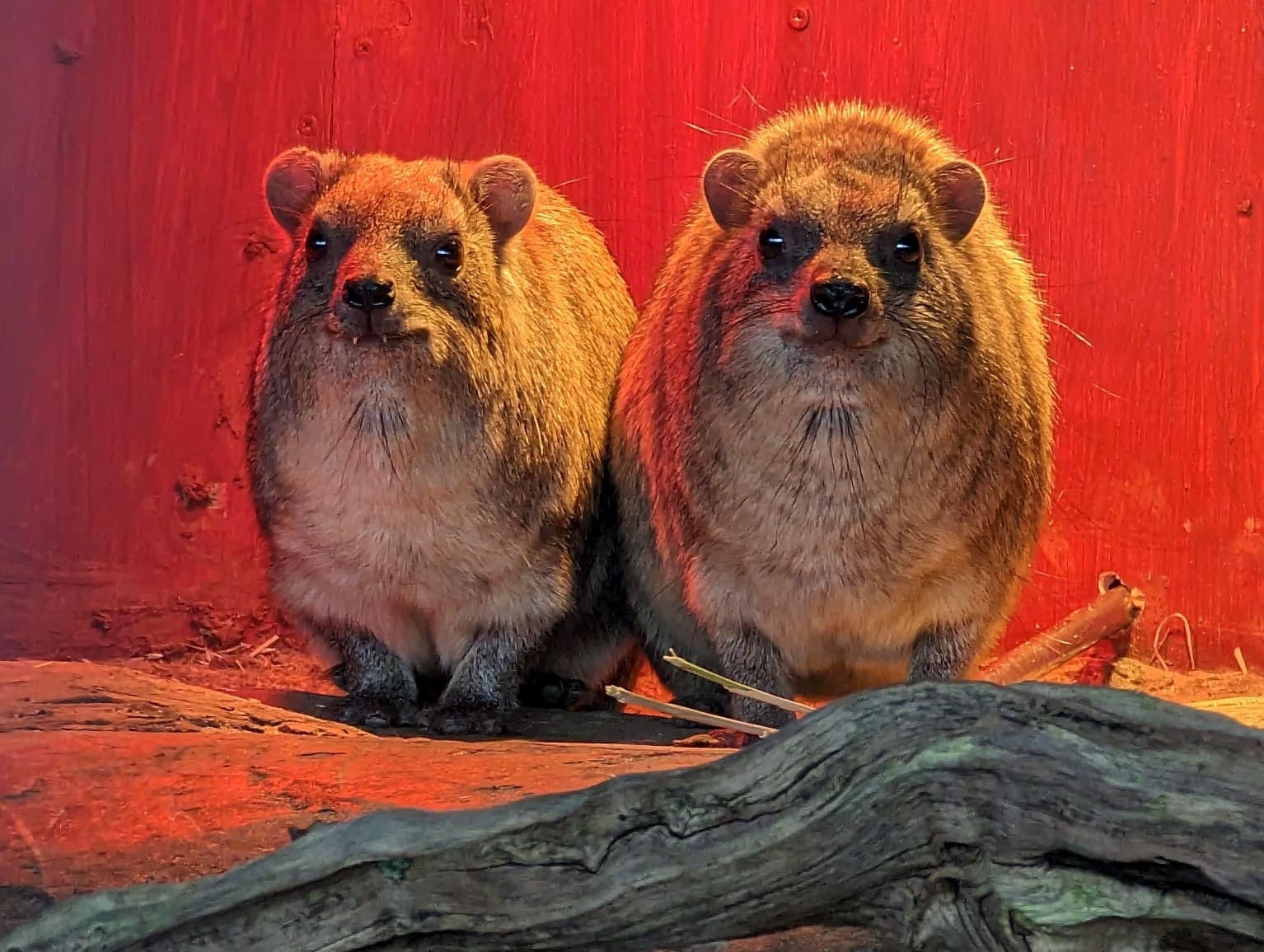 Rock Hyrax - Reaseheath Zoo