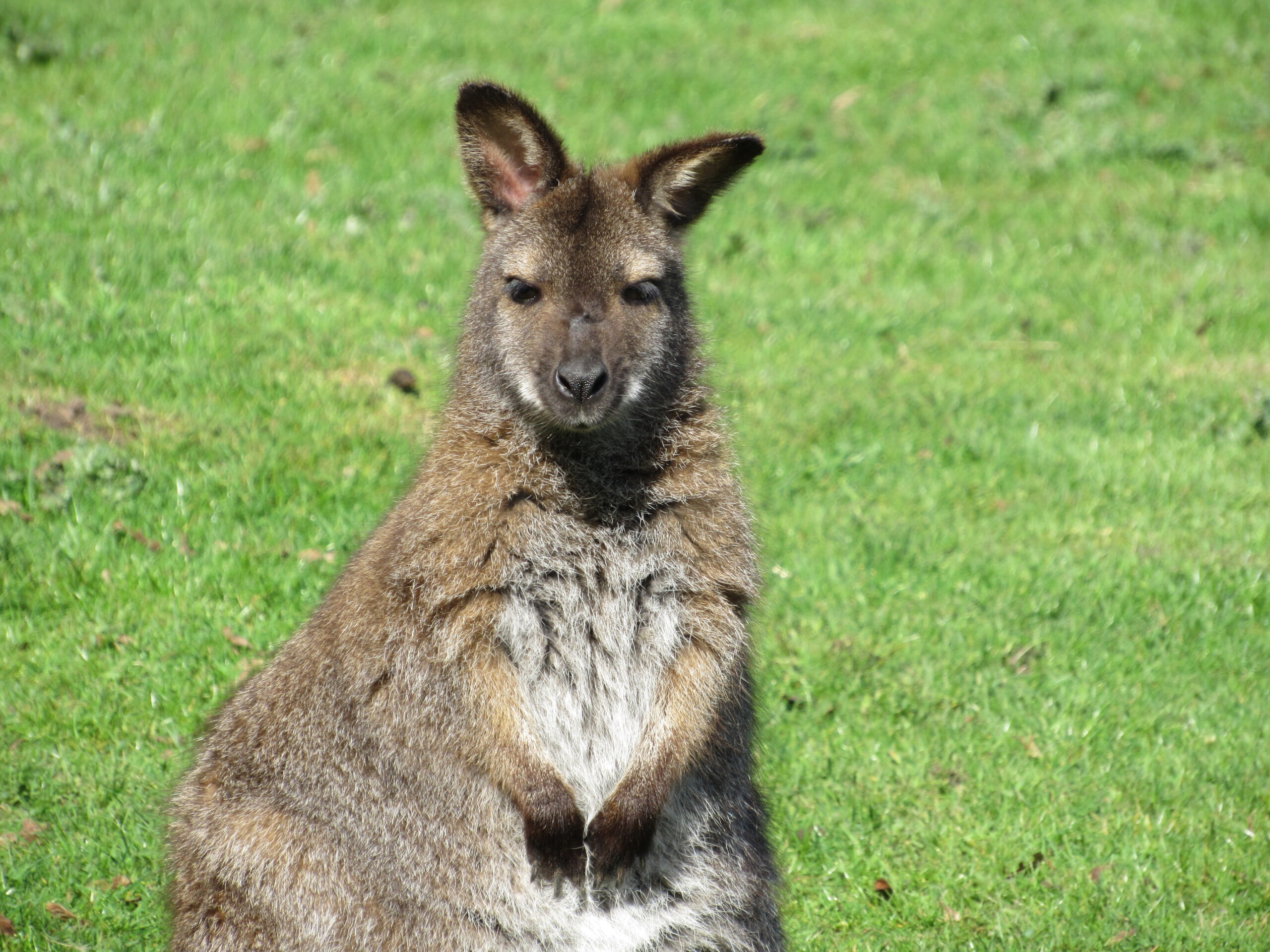 Red Necked Wallaby - Reaseheath Zoo