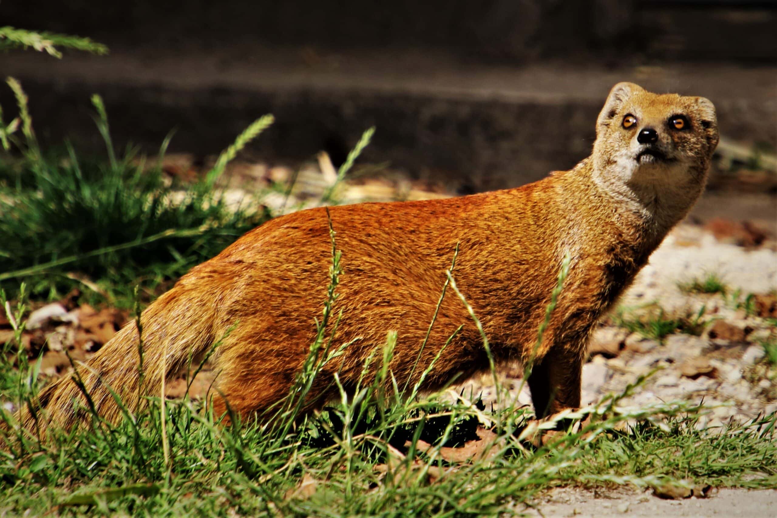 Yellow Mongoose - Reaseheath Zoo