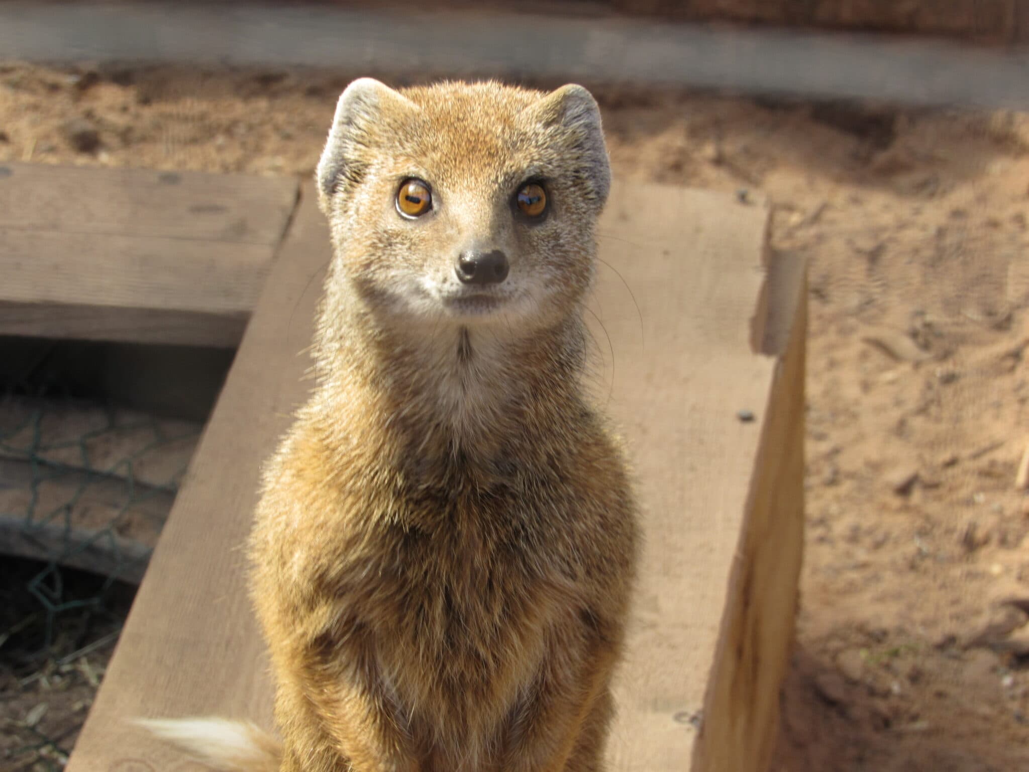 Accessibility - Reaseheath Zoo