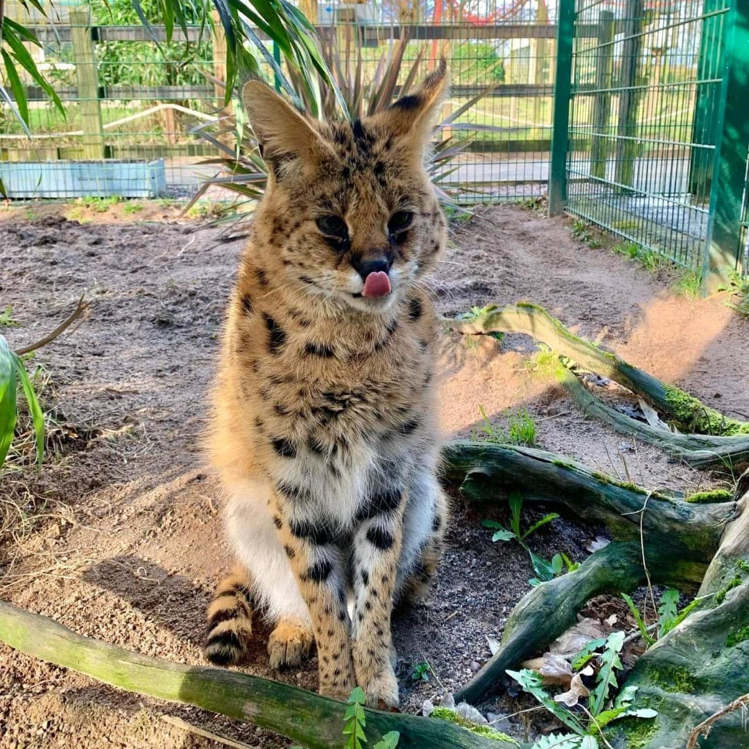 Serval - Reaseheath Zoo
