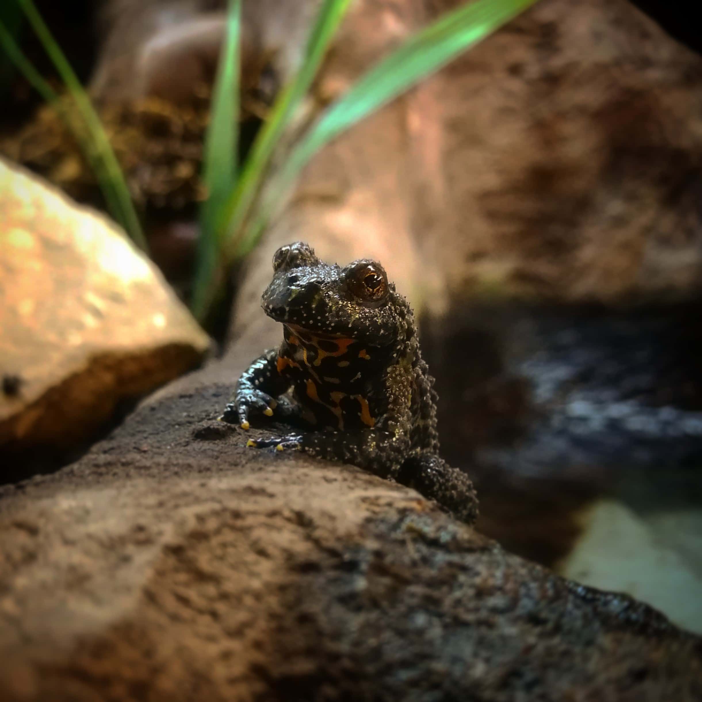Fire-Bellied Toads - Reaseheath Zoo