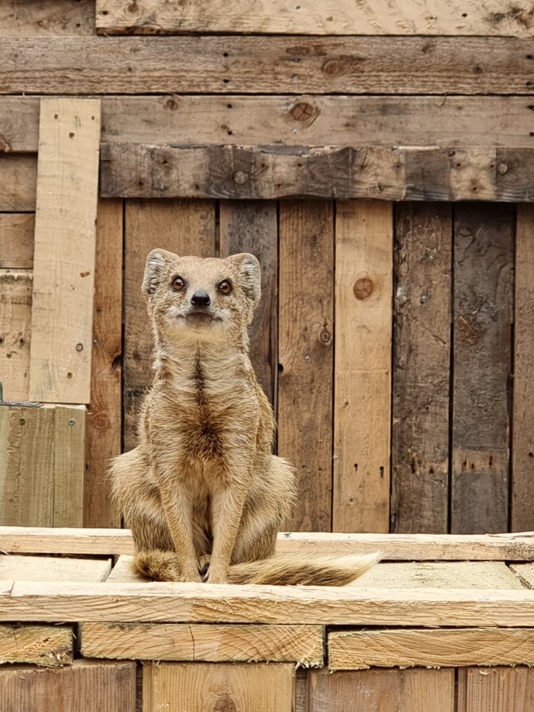 Students build stylish accommodation for mongooses - Reaseheath Zoo