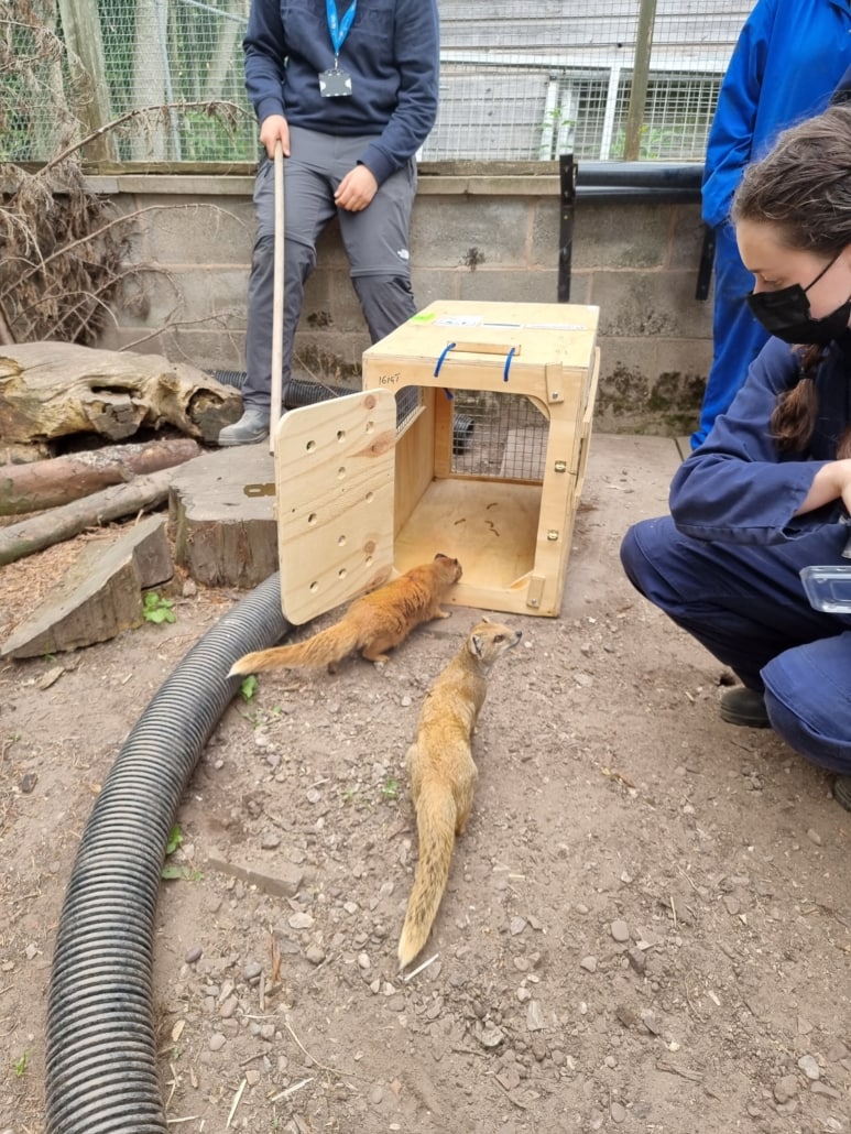 Students build stylish accommodation for mongooses - Reaseheath Zoo