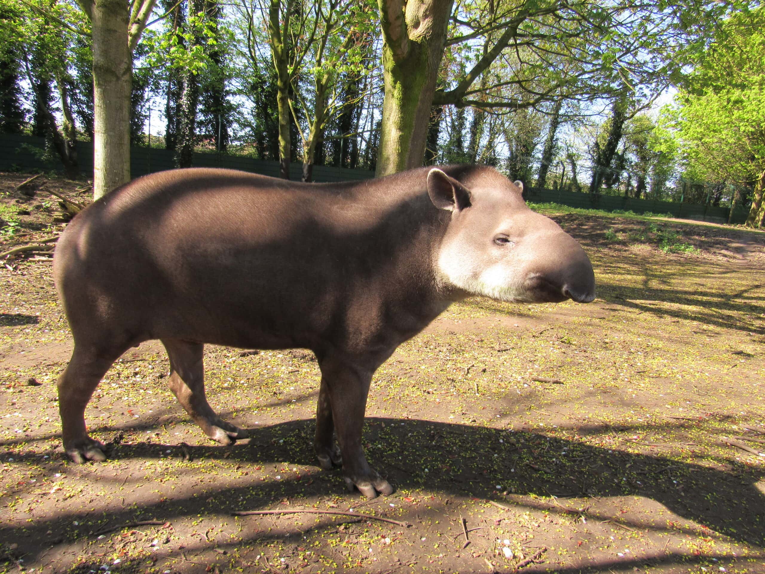 Lowland Tapir - Reaseheath Zoo