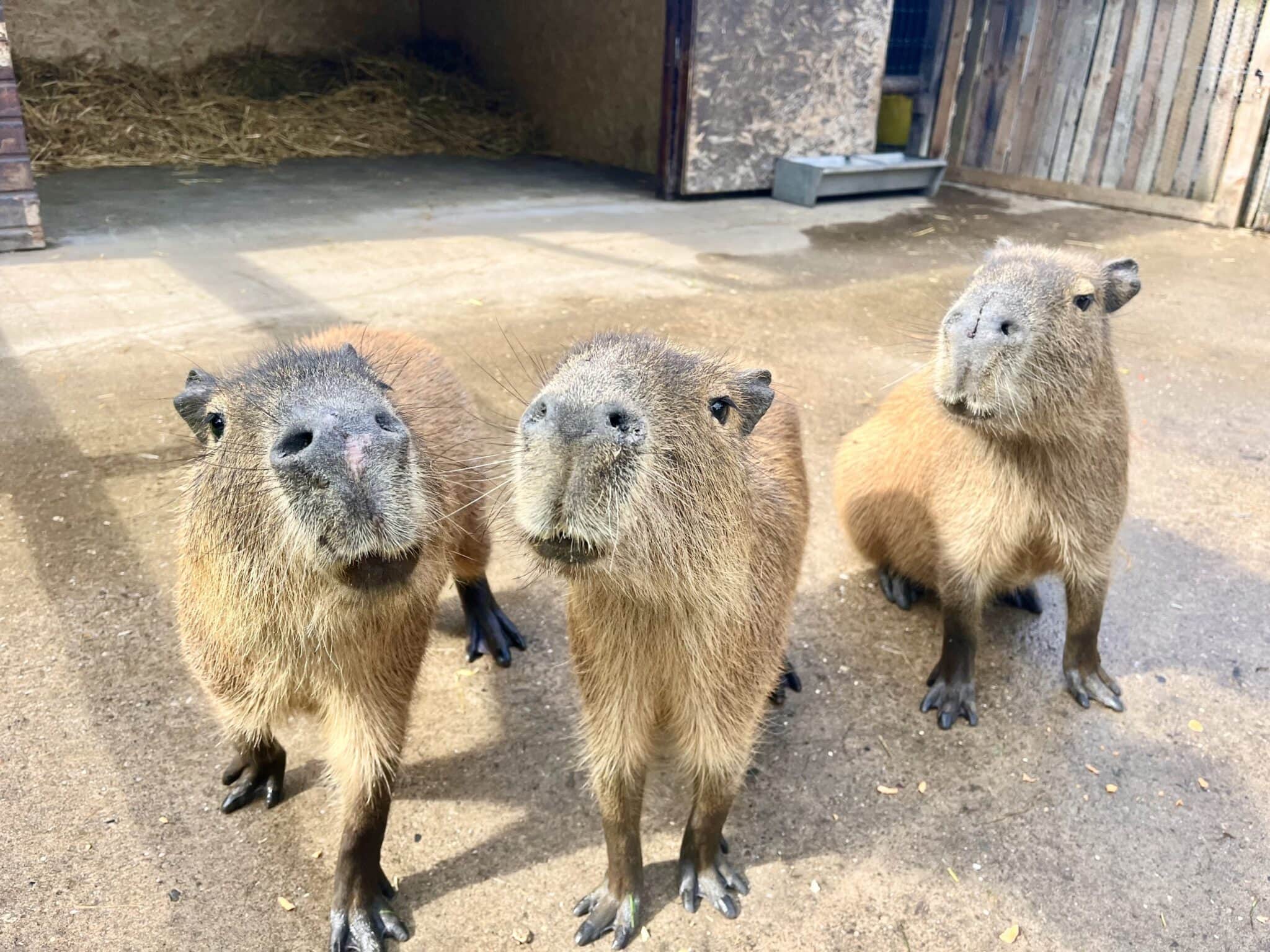 New Capybara group arrive at the zoo - Reaseheath Zoo