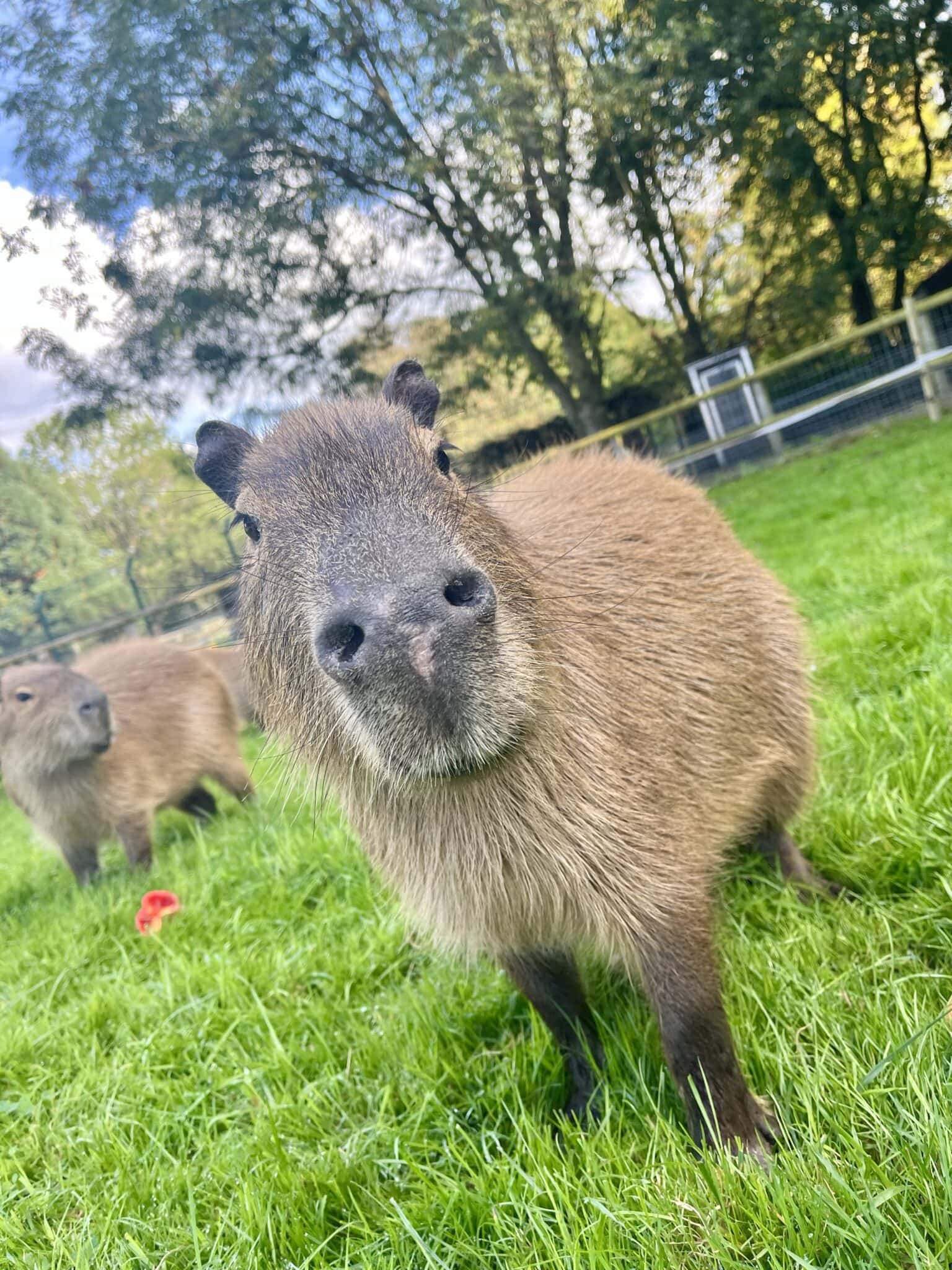 New Capybara group arrive at the zoo - Reaseheath Zoo