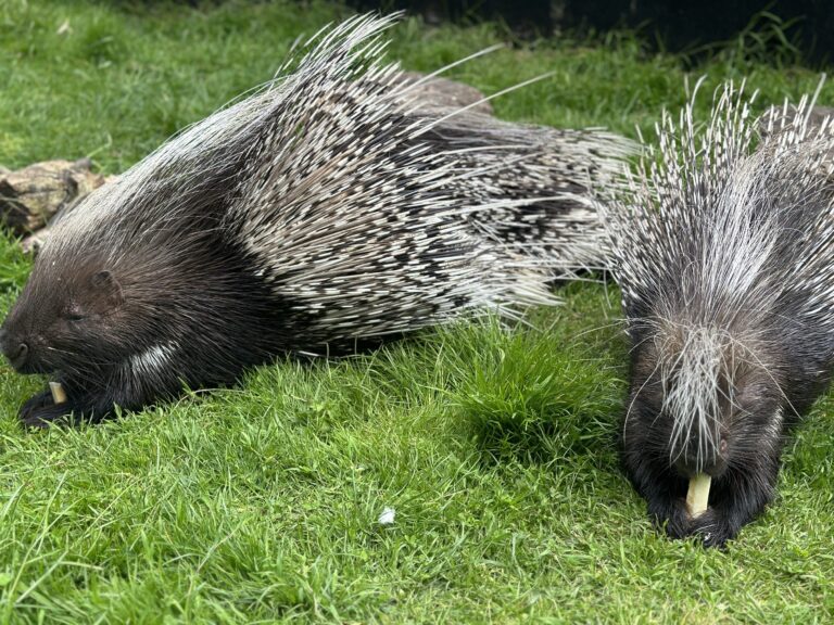 Exciting Zoo Developments Now Underway - Reaseheath Zoo