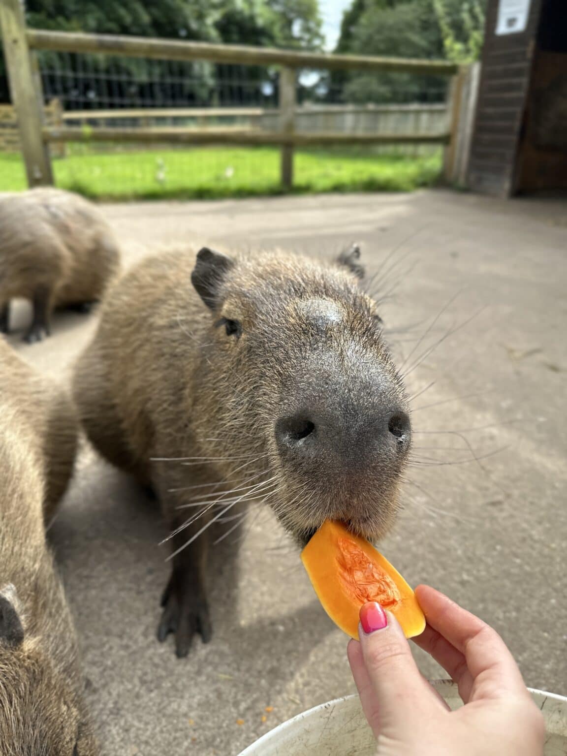 Experiences and encounters - Reaseheath Zoo
